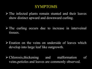 Cotton leaf curl virus | PPTX
