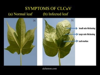 Cotton leaf curl virus | PPTX