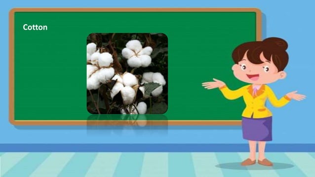 Cotton manufacturing process | PPTX