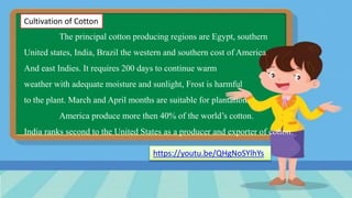 Cotton manufacturing process | PPTX