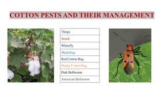 COTTON PESTS AND THEIR MANAof GoEMENT.pptx
