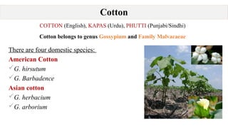 COTTON PESTS AND THEIR MANAof GoEMENT.pptx