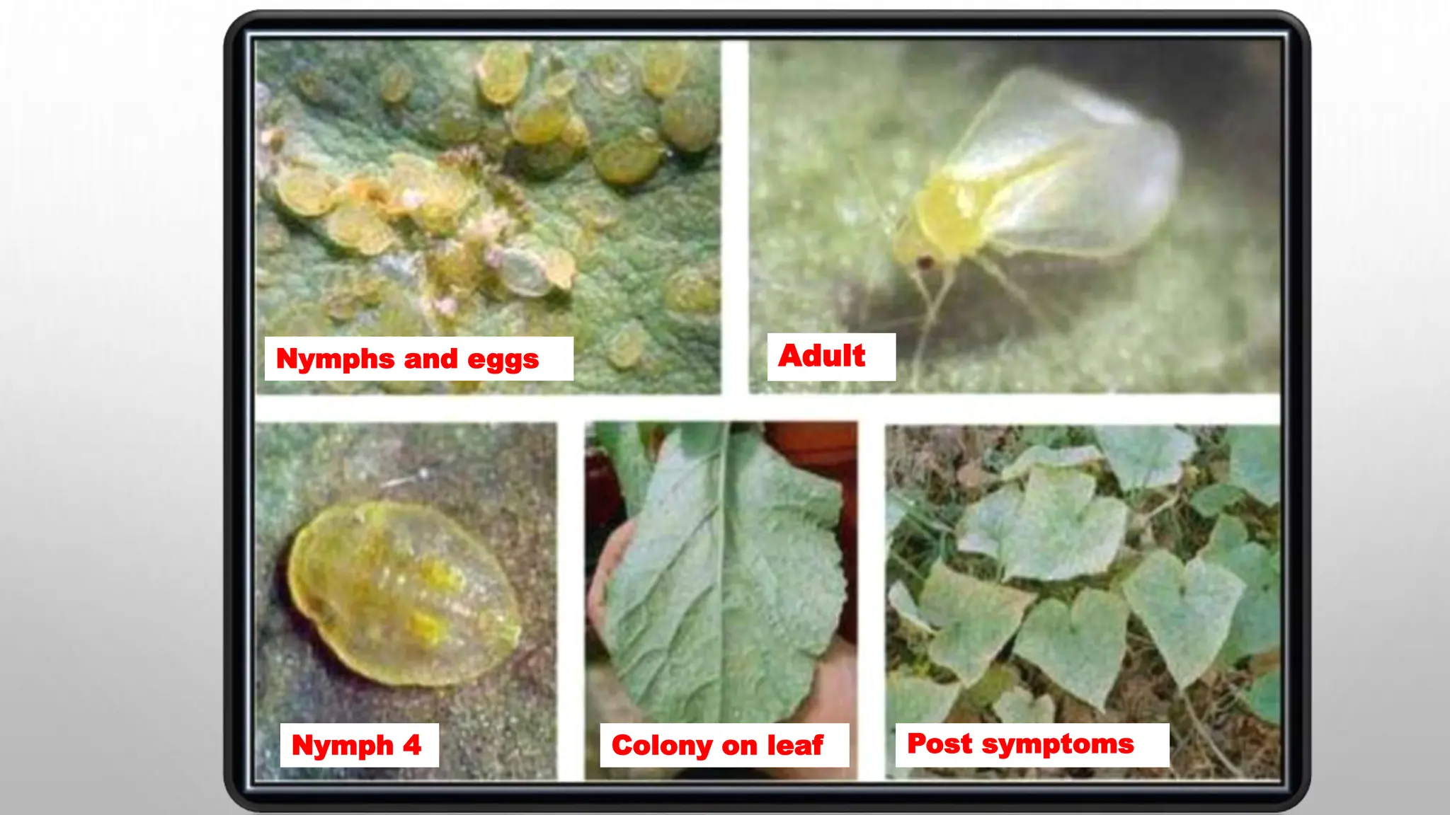 Cotton pests by Muhammad Faiz.pptx