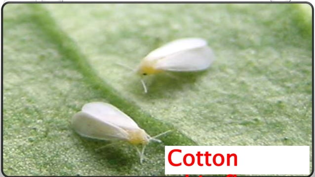 Cotton pests by Muhammad Faiz.pptx