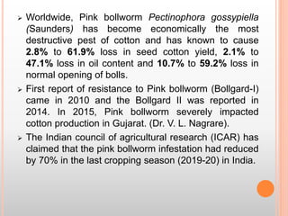 Cotton pink bollworm survey | PPTX