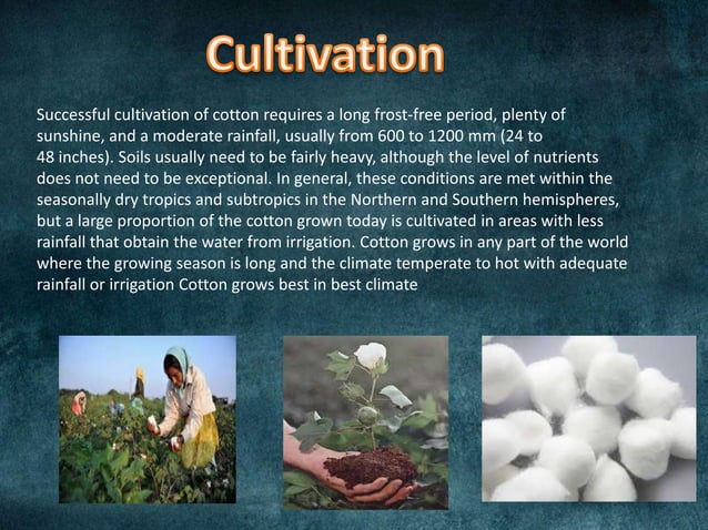 Cotton ppt | PPTX
