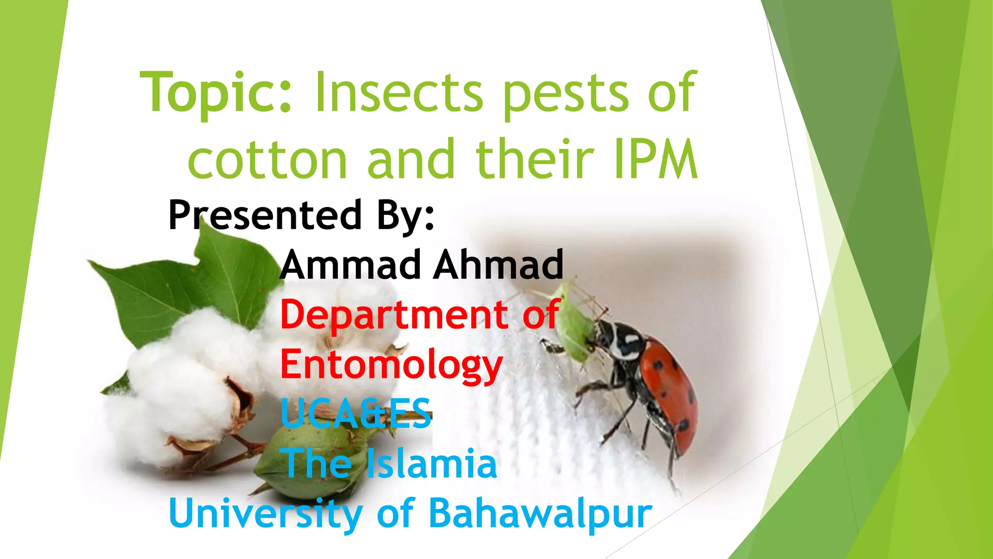 Insects pests of Cotton | PPTX