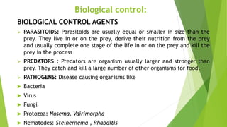 Insects pests of Cotton | PPTX