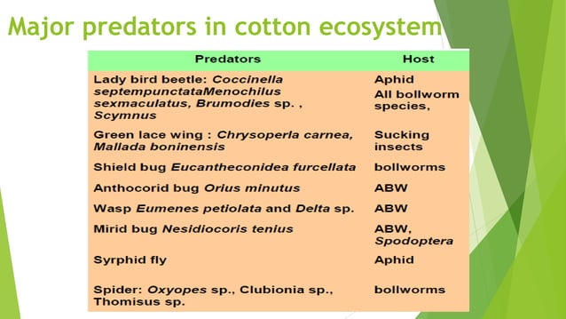 Insects pests of Cotton | PPTX
