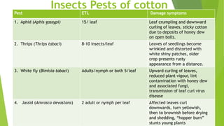 Insects pests of Cotton | PPTX