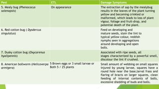 Insects pests of Cotton | PPTX