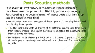 Insects pests of Cotton | PPTX