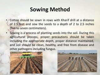 Cotton Presentation.pdf it's diseases and solutions | PDF