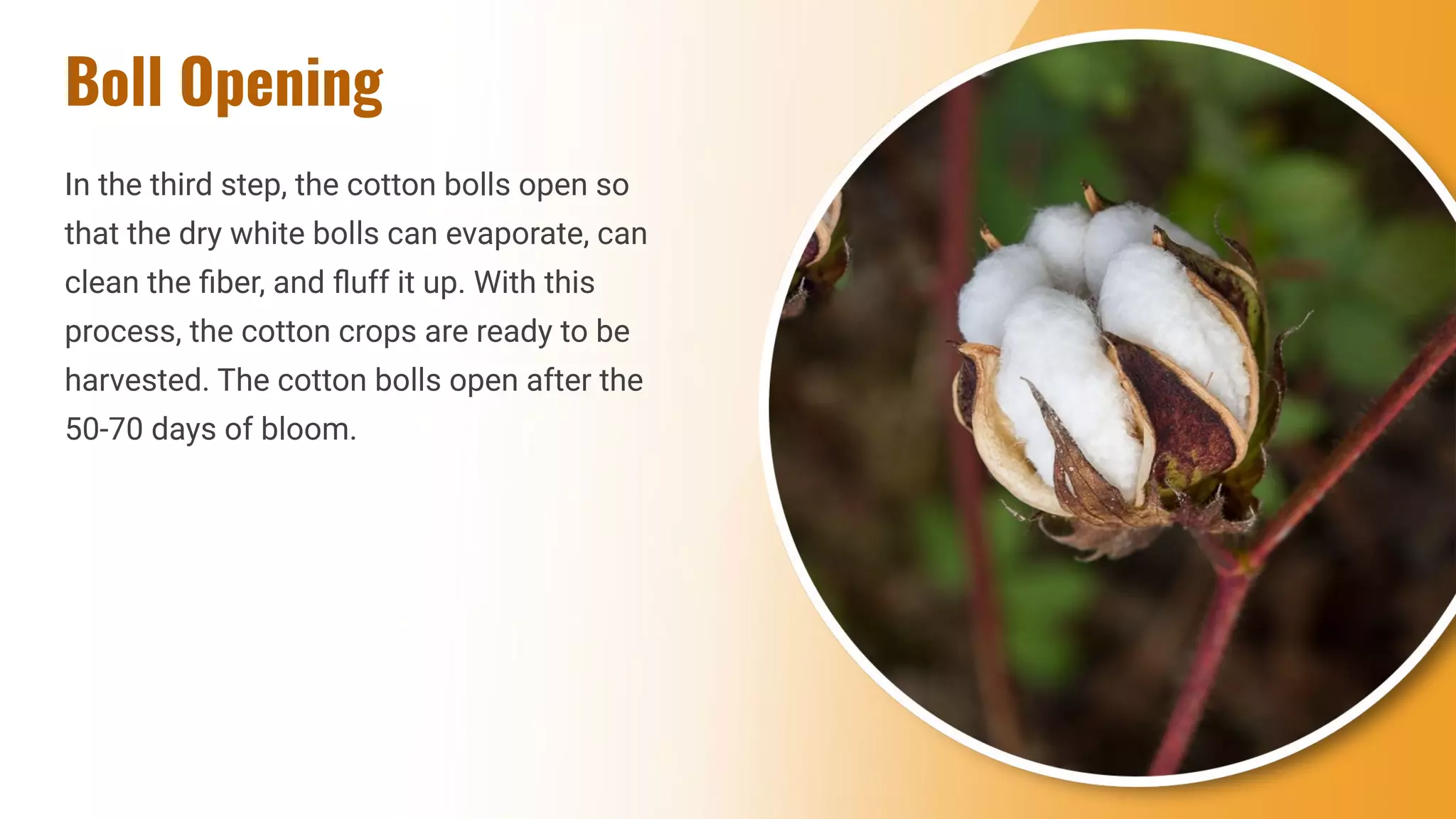 Cotton Production in India | PDF
