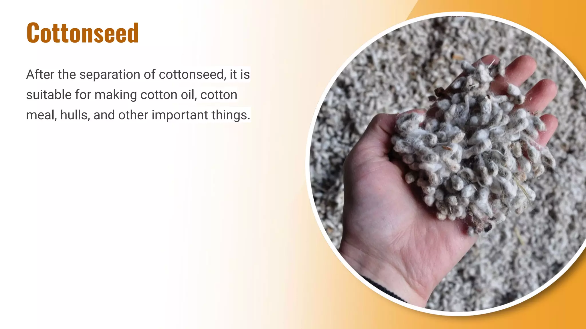 Cotton Production in India | PDF