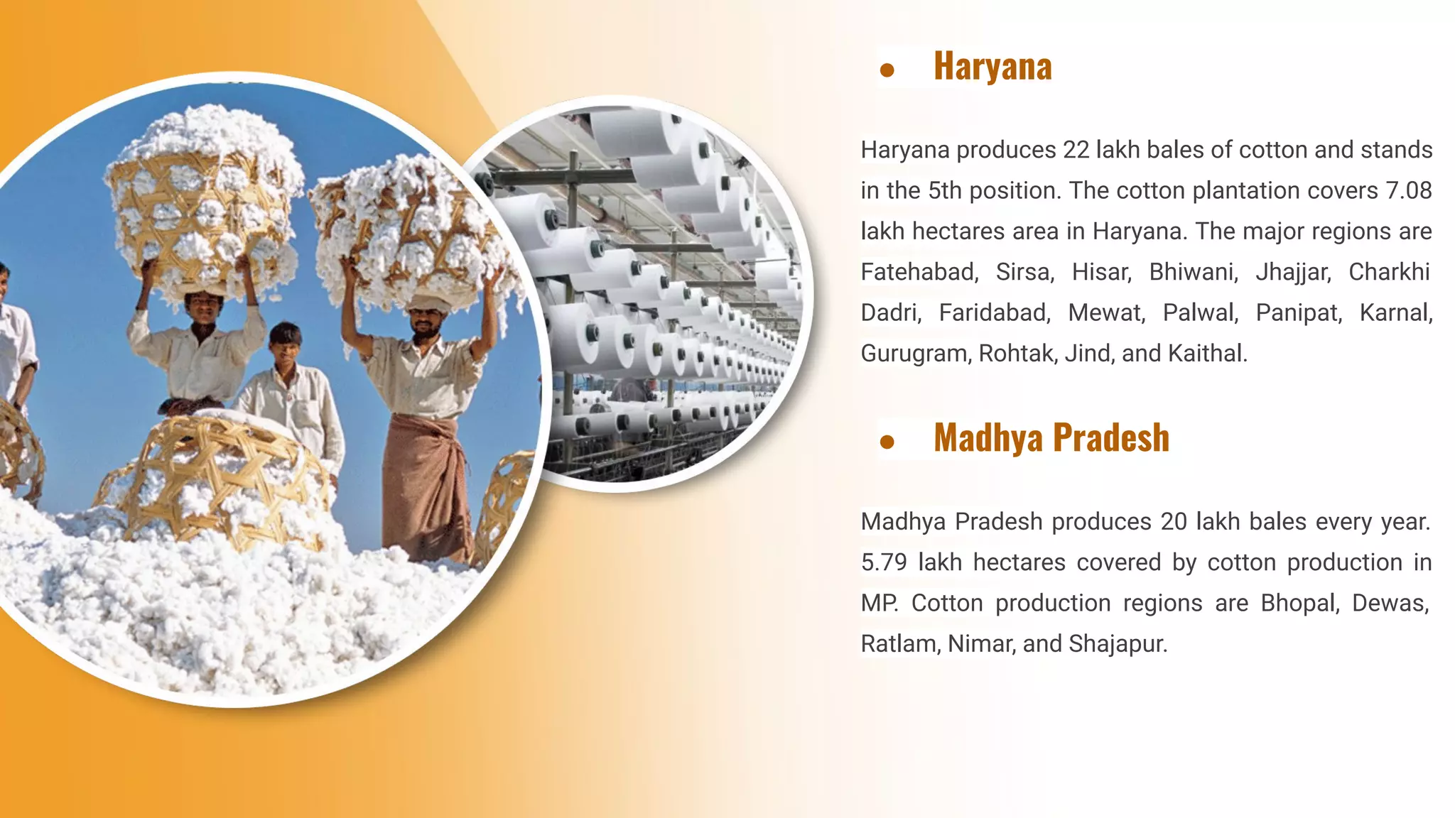 Cotton Production in India | PDF