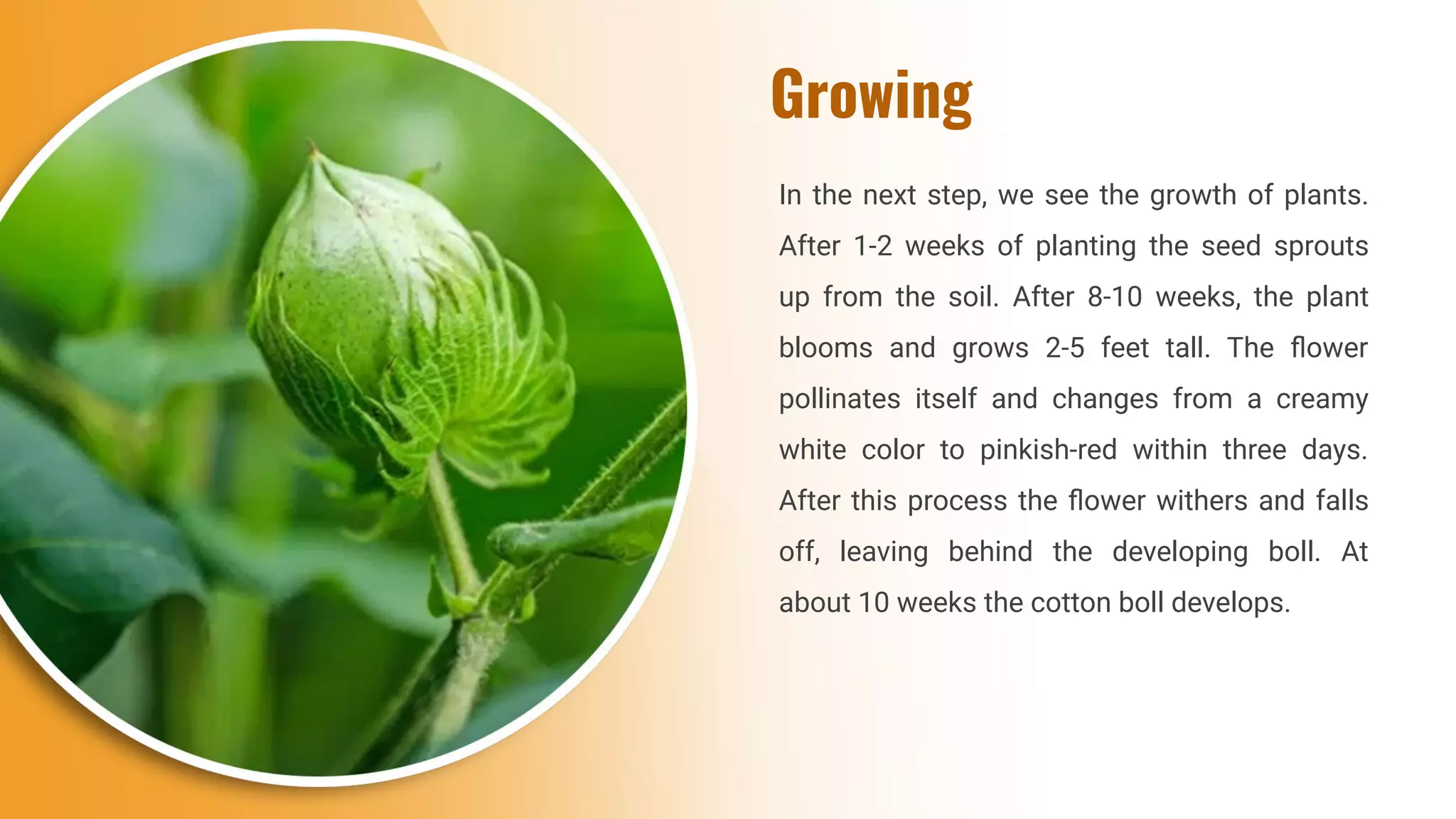 Cotton Production in India | PDF