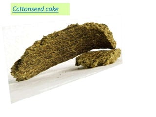 Cotton seed cake | PPTX