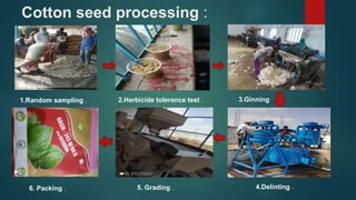 Cotton seed processing & history of textiles by RAMDENI RATHNAKAR | PPTX