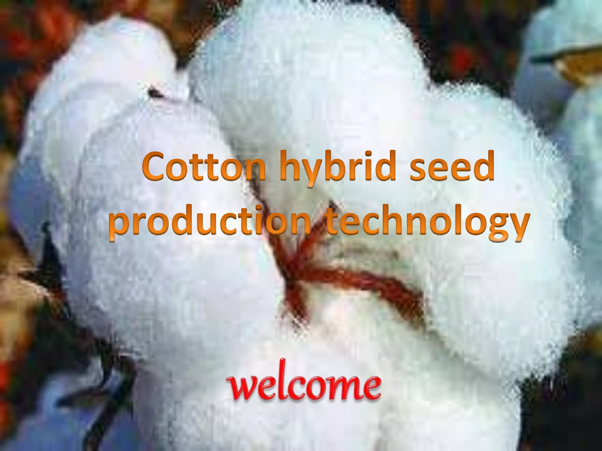 Hybrid Cotton Seed Production | PPTX