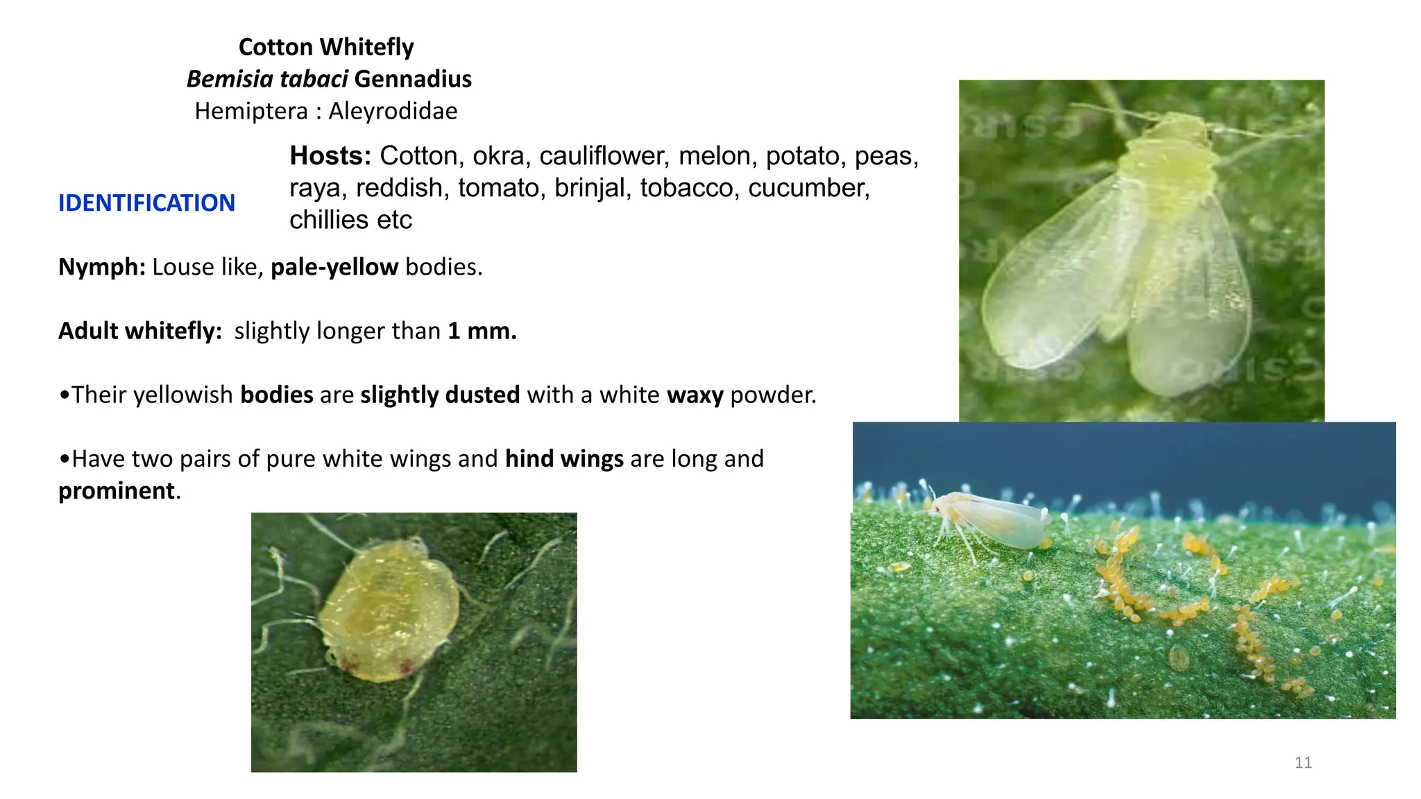Cotton sucking Insect pests and Integrated management.pdf