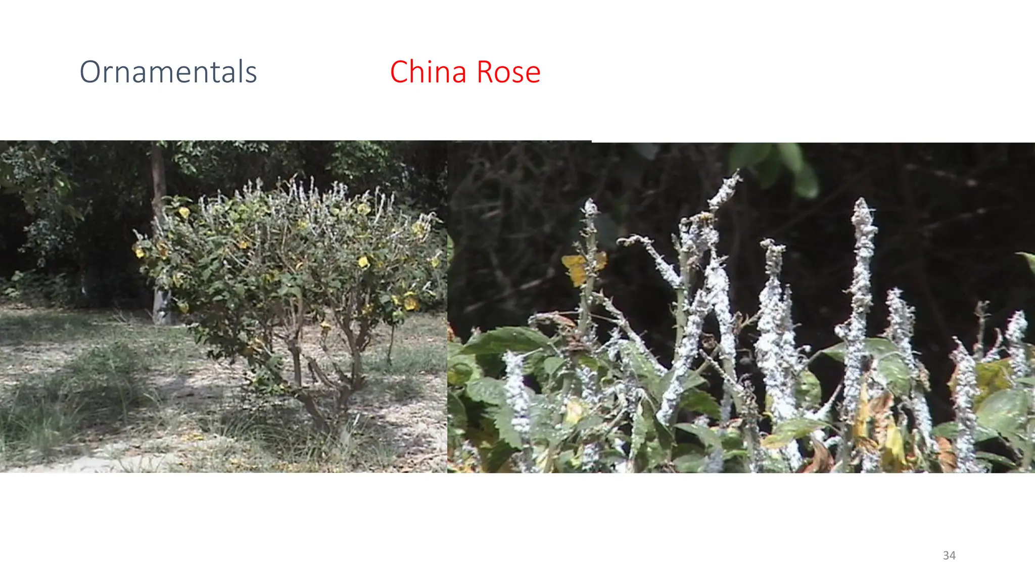 Cotton sucking Insect pests and Integrated management.pdf