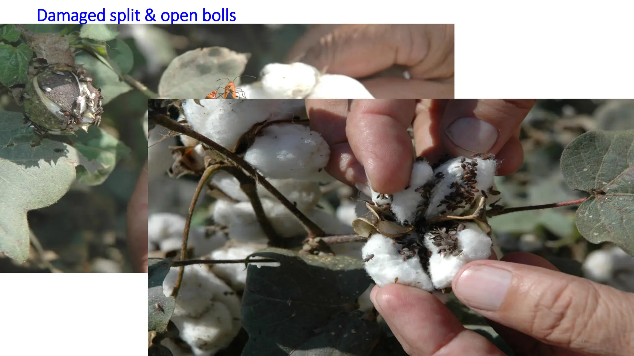 Cotton sucking Insect pests and Integrated management.pdf