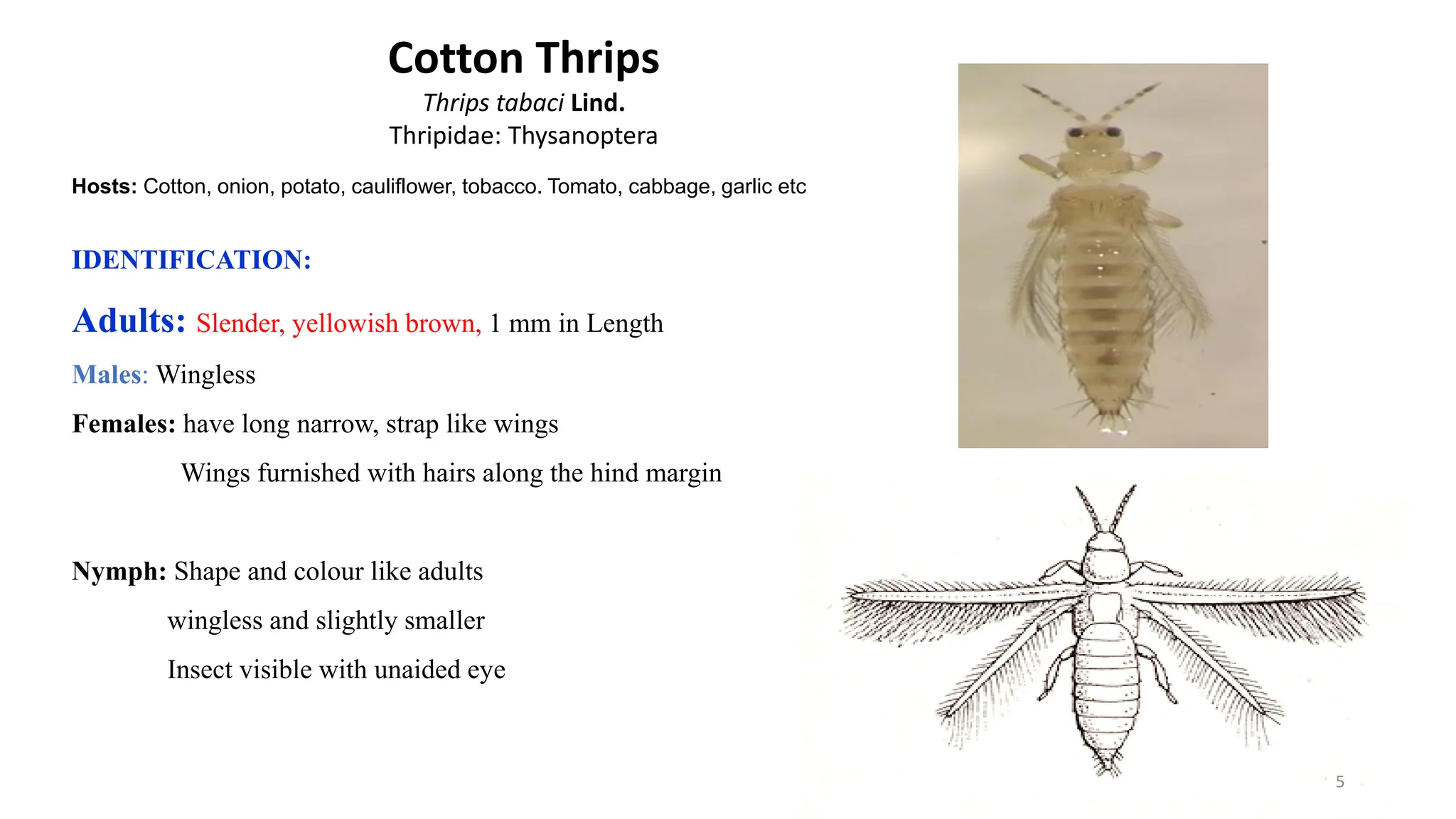 Cotton sucking Insect pests and Integrated management.pdf