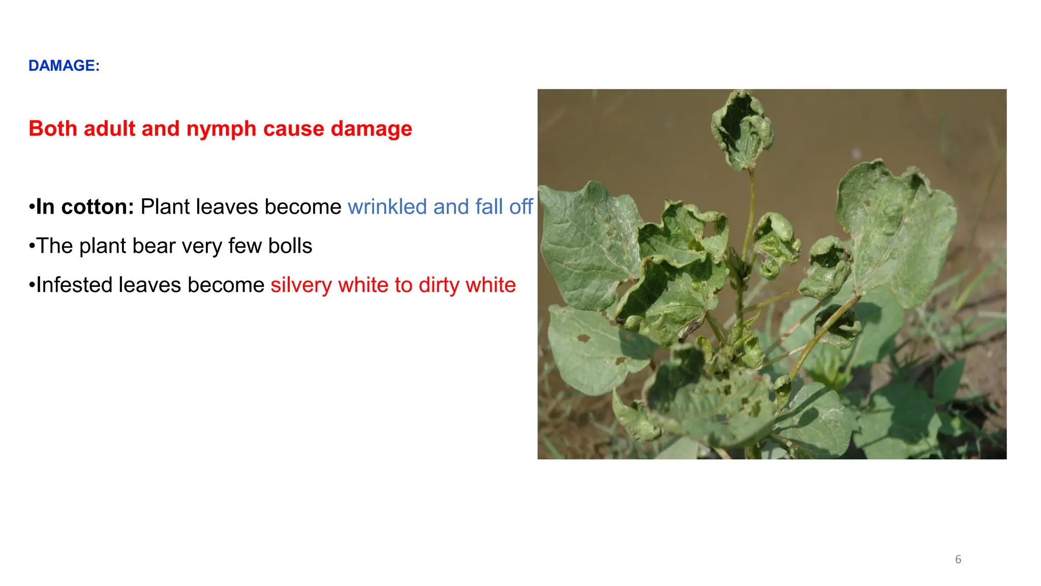 Cotton sucking Insect pests and Integrated management.pdf