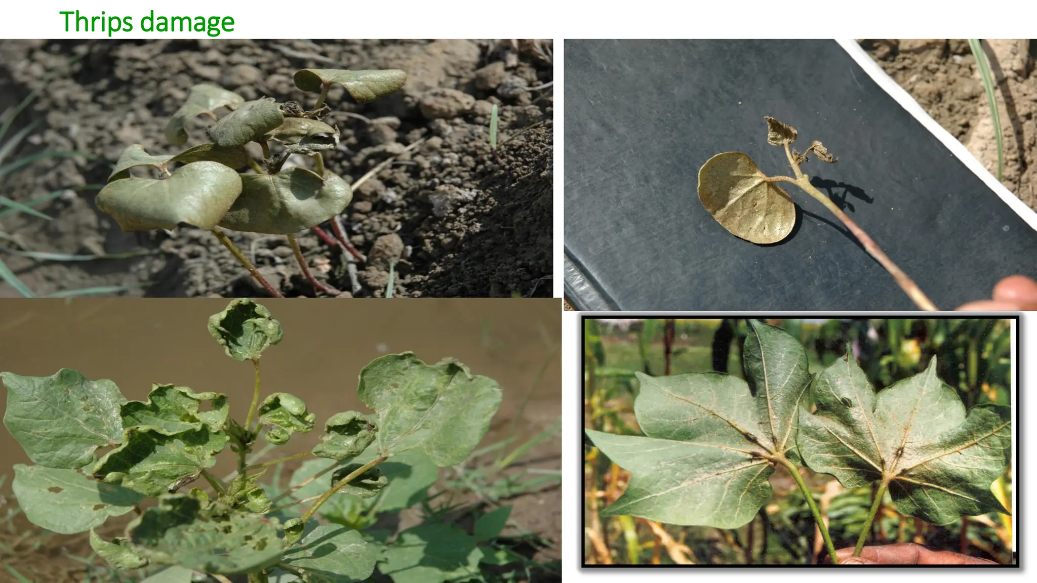 Cotton sucking Insect pests and Integrated management.pdf