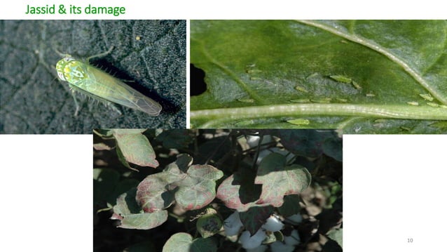 Cotton sucking Insect pests and Integrated management.pdf