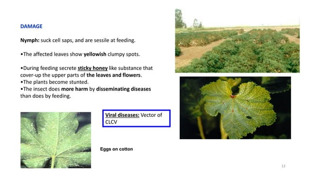 Cotton sucking Insect pests and Integrated management.pdf