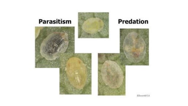 Cotton sucking Insect pests and Integrated management.pdf