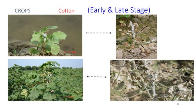 Cotton sucking Insect pests and Integrated management.pdf