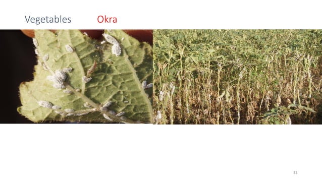 Cotton sucking Insect pests and Integrated management.pdf