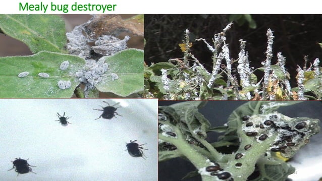 Cotton sucking Insect pests and Integrated management.pdf