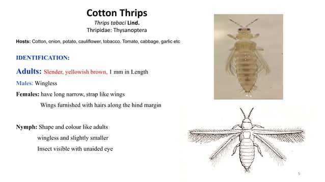 Cotton sucking Insect pests and Integrated management.pdf