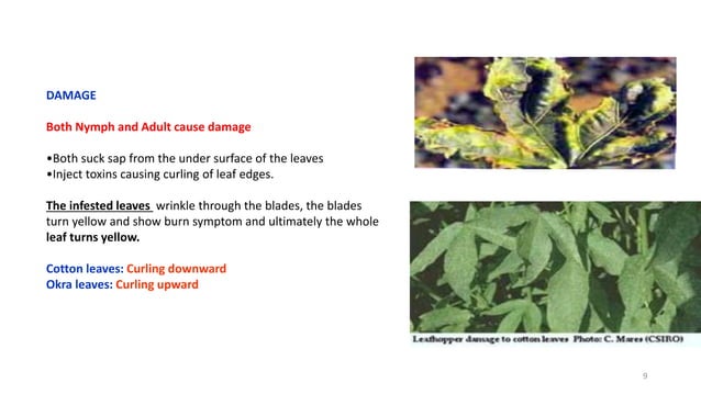 Cotton sucking Insect pests and Integrated management.pdf