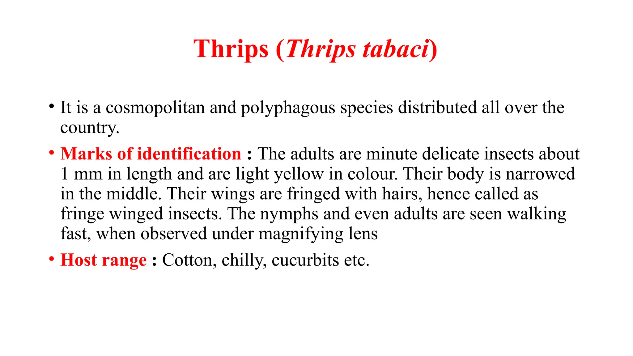 Cotton Thrip ppt its morphology and biology | PPTX