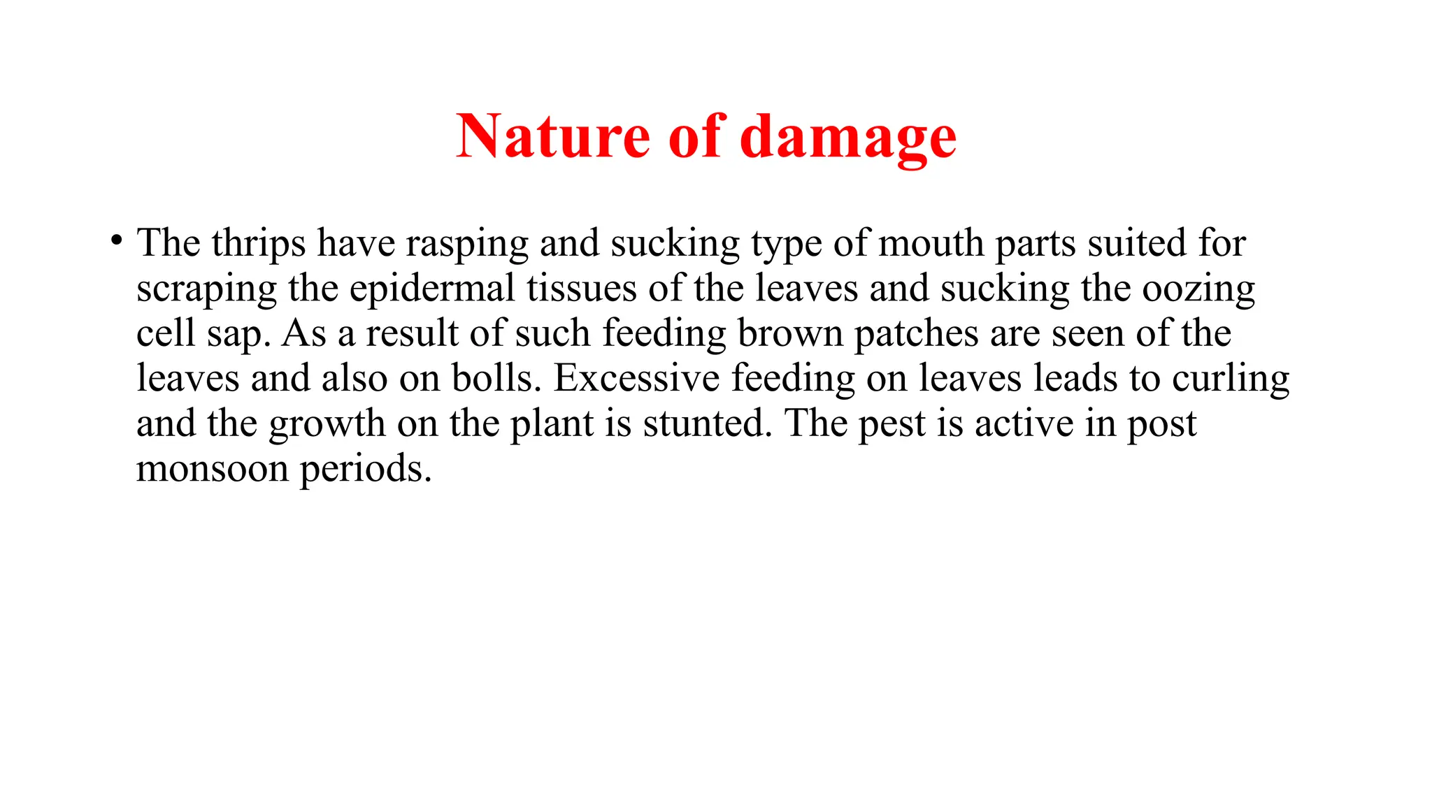 Cotton Thrip ppt its morphology and biology | PPTX