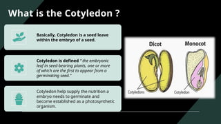 Introduction to Cotyledons agriculture.pptx