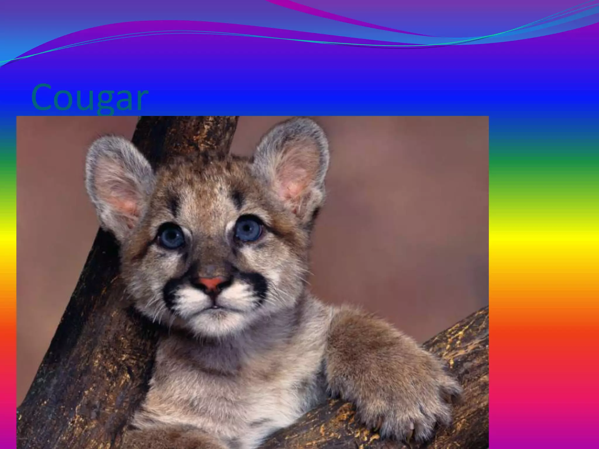Cougar powerpoint | PPTX