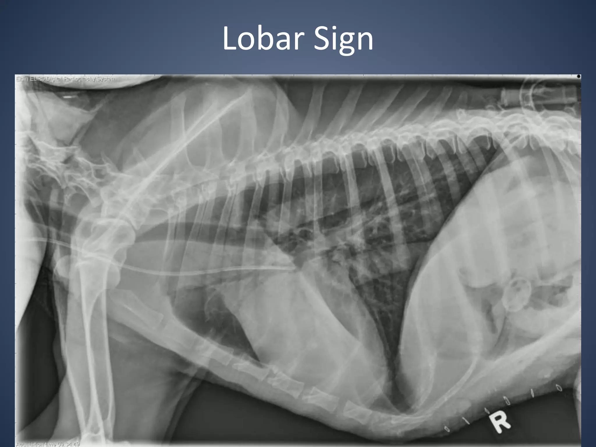 The Radiographic Approach to the Coughing Dog | PPTX
