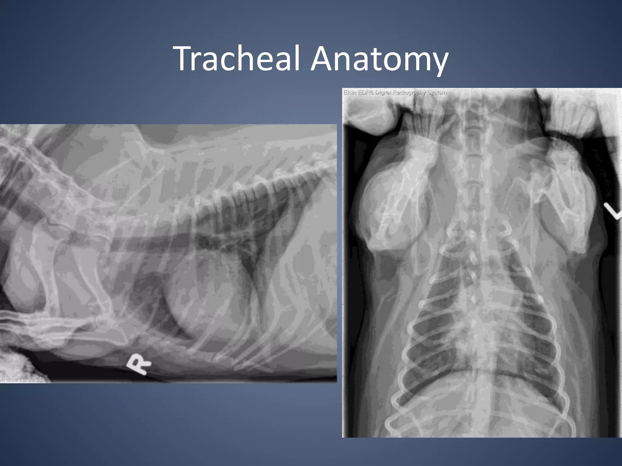 The Radiographic Approach to the Coughing Dog | PPTX