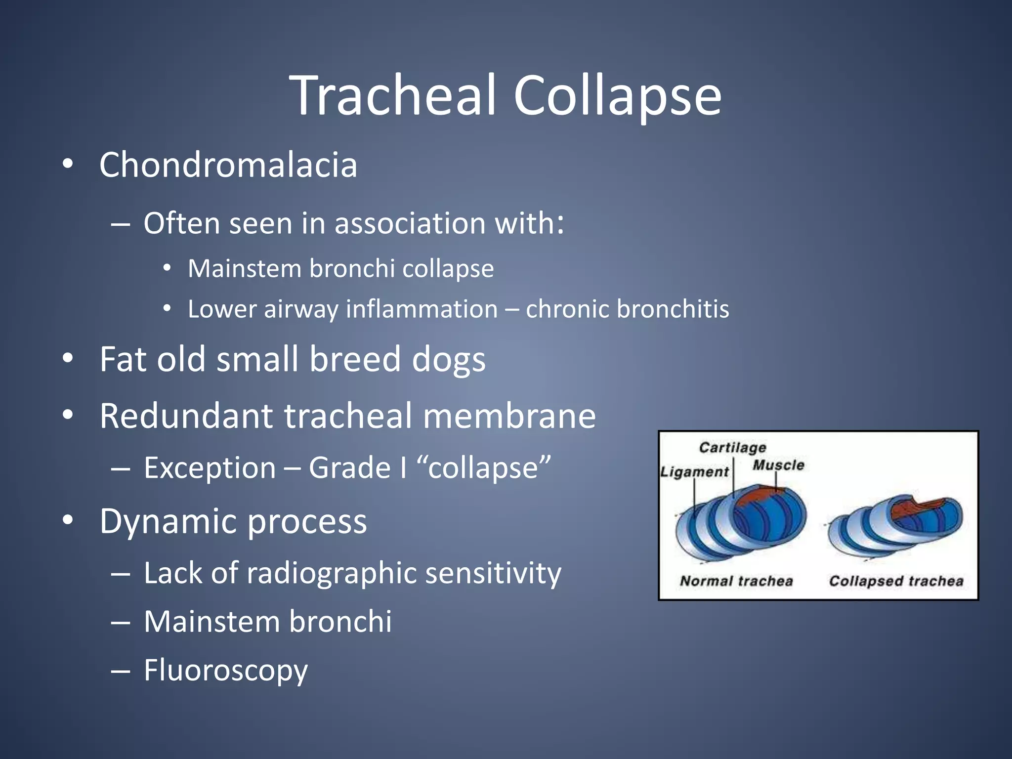 The Radiographic Approach to the Coughing Dog | PPTX