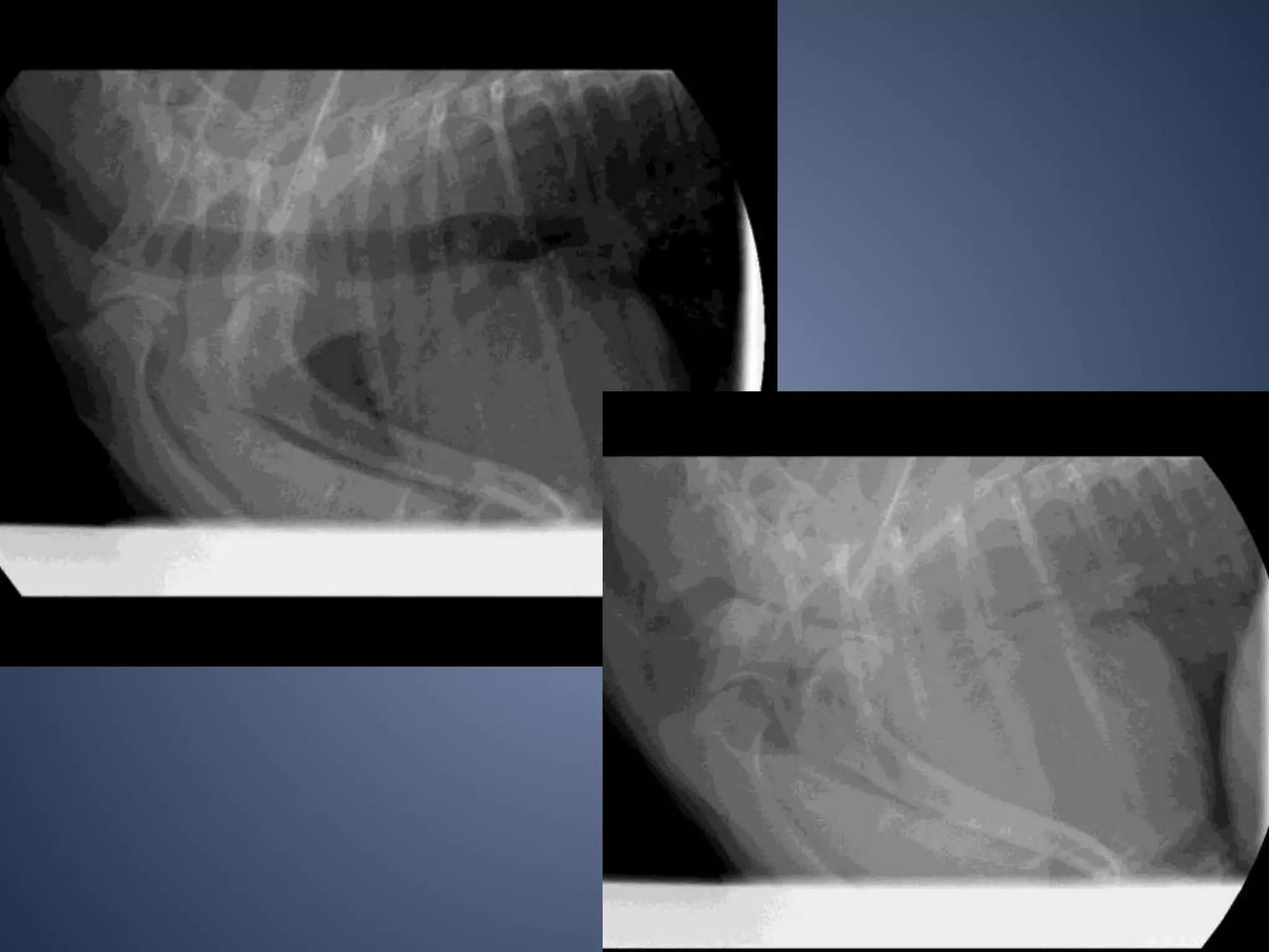The Radiographic Approach to the Coughing Dog | PPTX