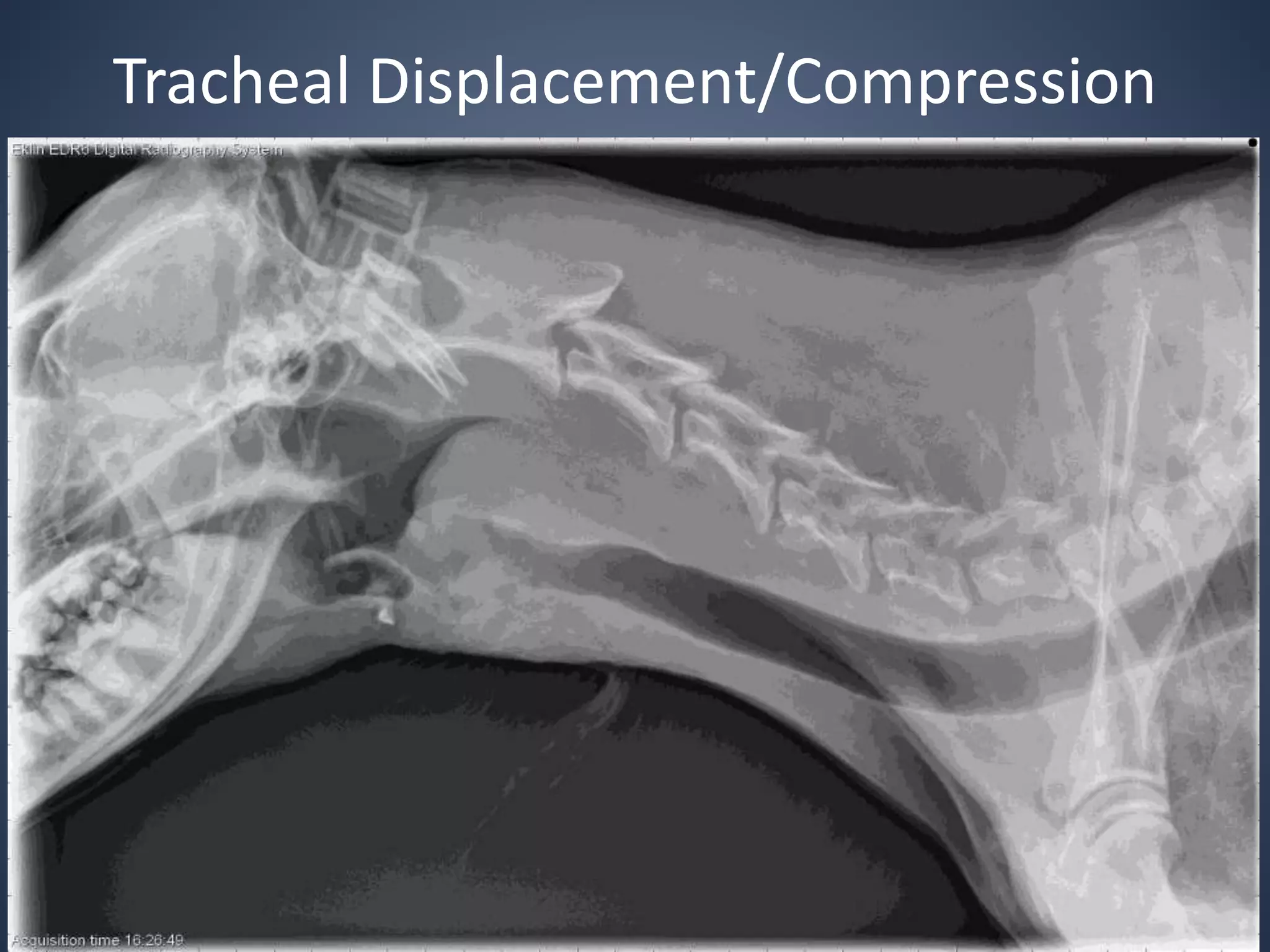The Radiographic Approach to the Coughing Dog | PPTX
