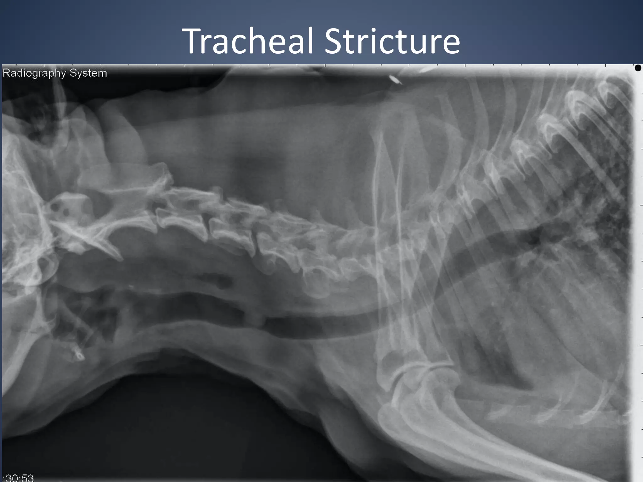 The Radiographic Approach to the Coughing Dog | PPTX