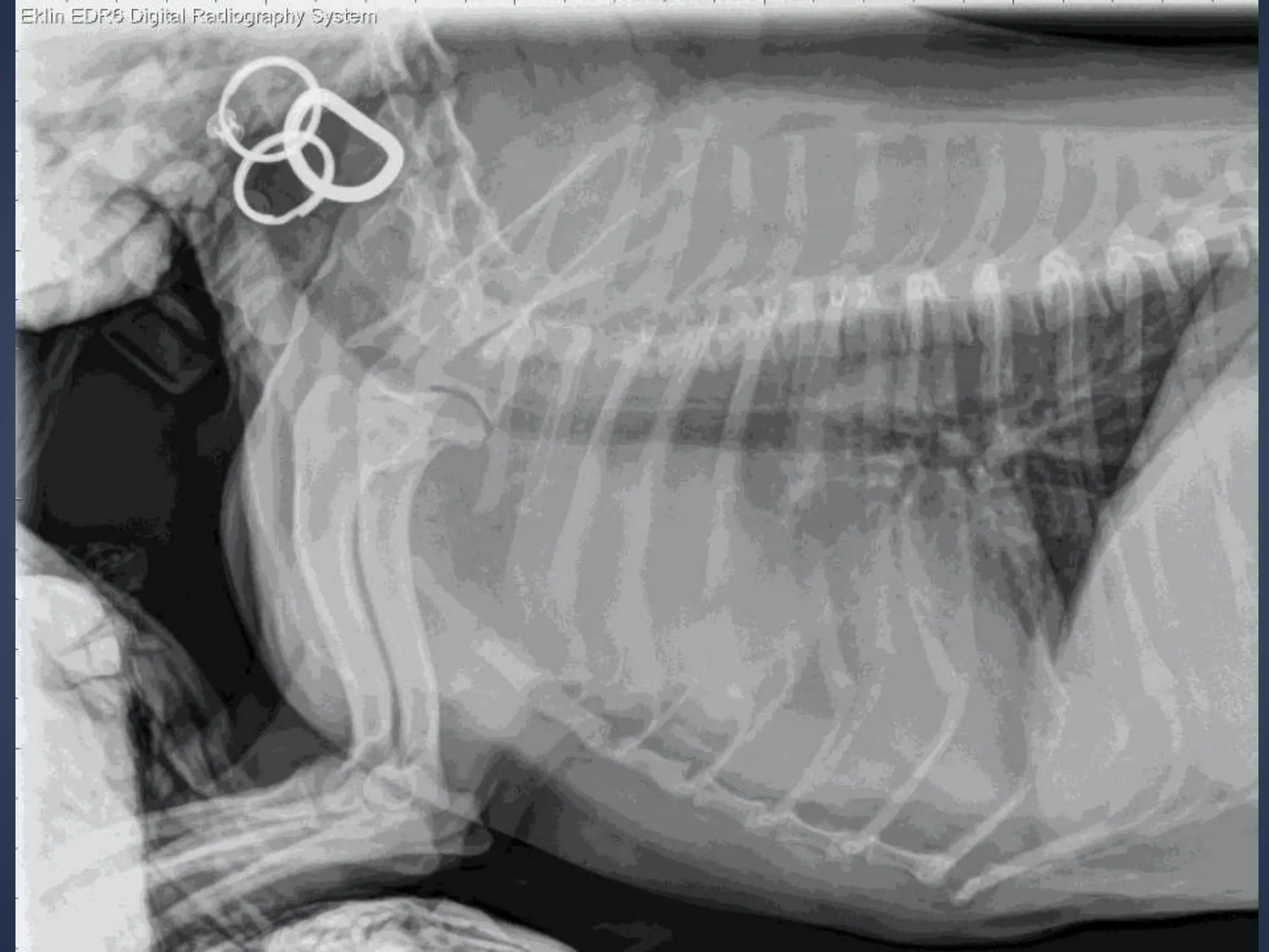 The Radiographic Approach to the Coughing Dog | PPTX