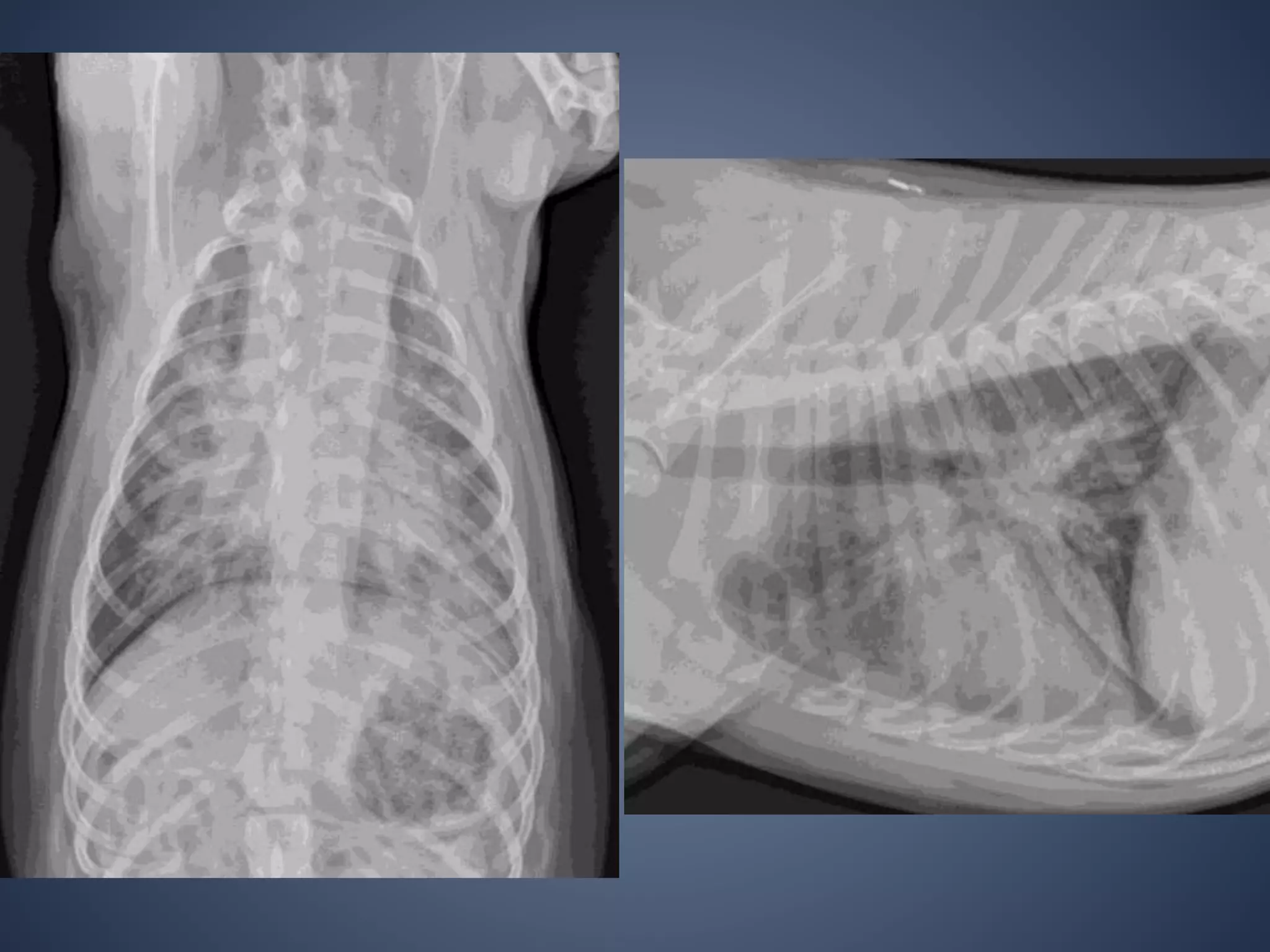 The Radiographic Approach to the Coughing Dog | PPTX